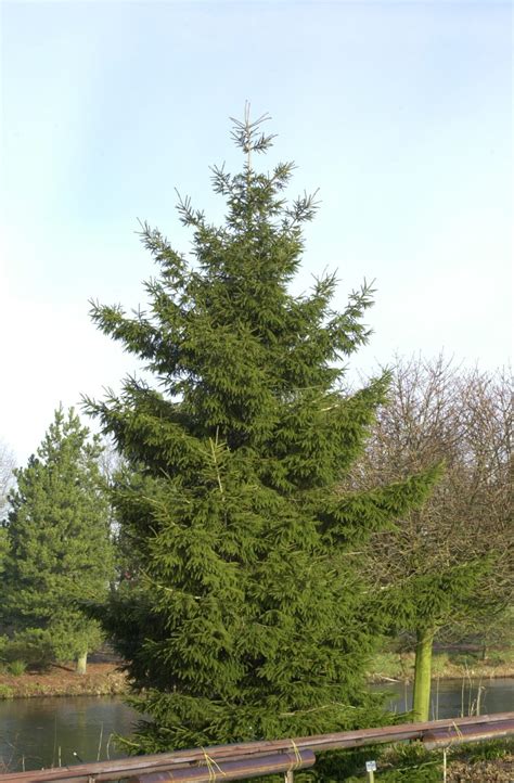Picea Orientalis Caucasian Spruce Oriental Spruce Van Den Berk Viviros