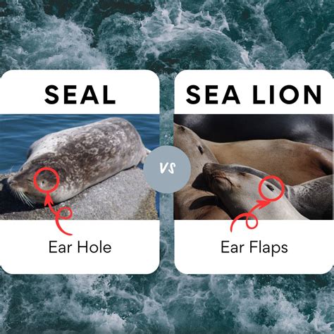 Although Quite Similar Seals And Sea Lions Have Unique And Different