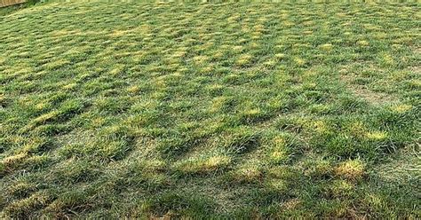 Clumping Fescue Album On Imgur