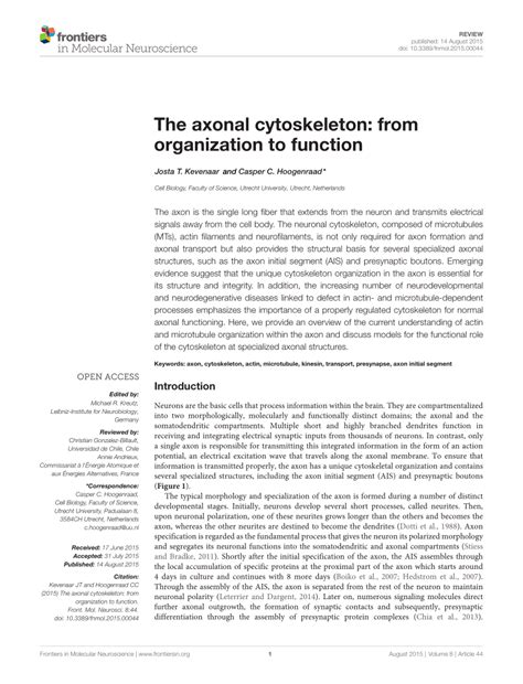 Pdf The Axonal Cytoskeleton From Organization To Function