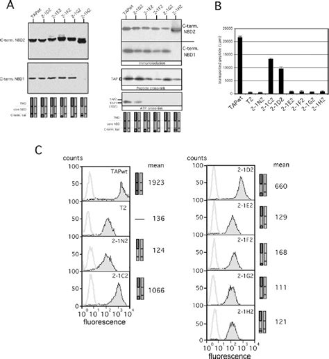 Figure 3 From Functional Role Of C Terminal Sequence Elements In The Transporter Associated With