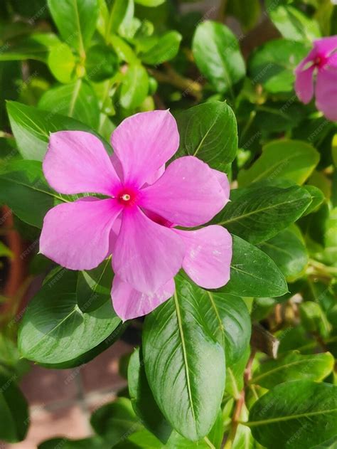 Premium Photo Tipuana Tipu Tipuana Speciosa Machaerium Tipu