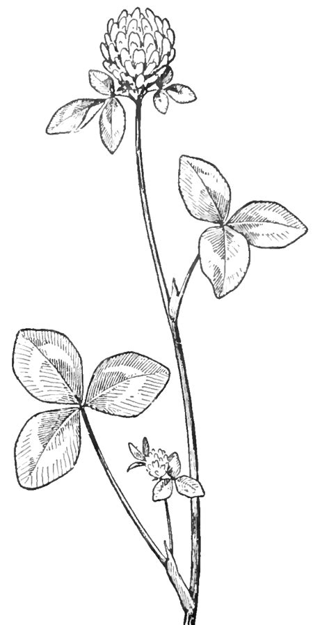 Clover Flower