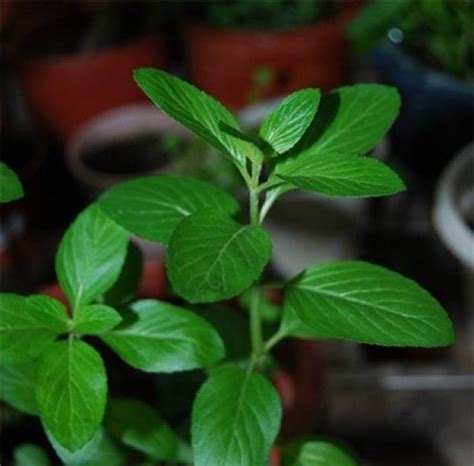How To Breed Peppermint The Plant Aide
