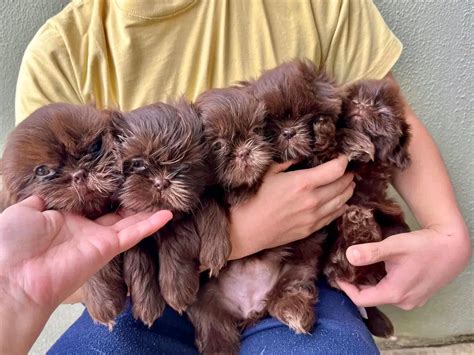 Choco Mucho Rpetsareamazing