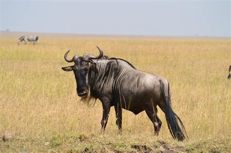 100 Free Wildebeest And Nature Images Pixabay