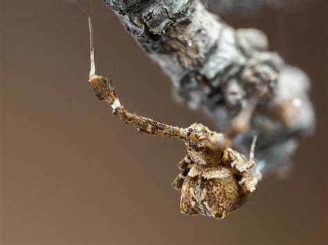 Review The Innovative GODOX MF Mini Macro Flash First Impression Wildmacro Extreme