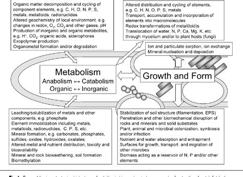 Actinoid Series Elements Semantic Scholar