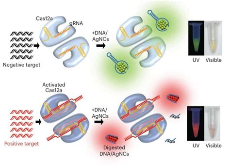 Unlocking Affordable Disease Detection With Cutting Edge Nanotechnology