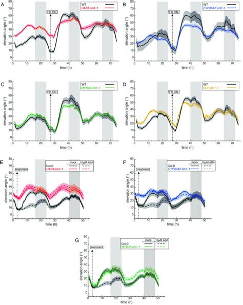 Aba Signaling In Multiple Tissues Modulates The Hyponastic Response