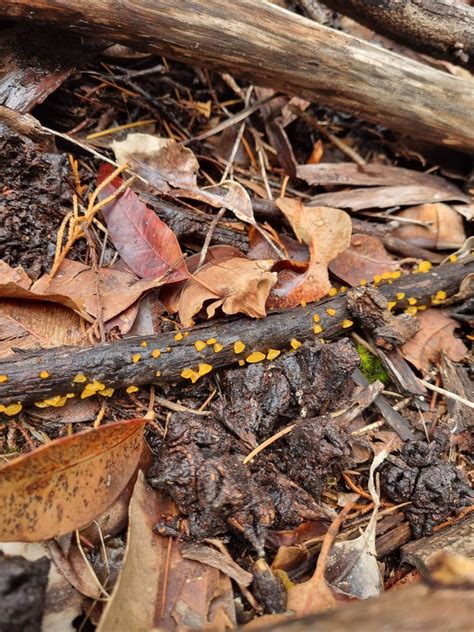 Dylan Schulz On Linkedin Fungi Nf Foraging Knf