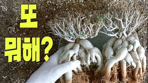 덴섬 근상 덴섬고목 덴섬분갈이 덴섬가지치기 덴섬고목한쌍 다육 다육이 다육식물 수형만들기 Youtube