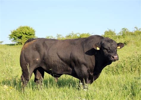 Main Characteristics Of The Angus Breed Karpaten Meat