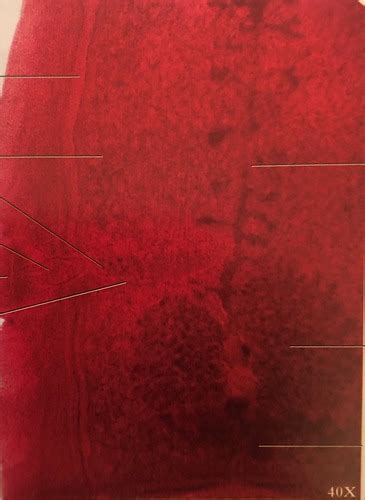 Proglottids Flashcards Quizlet