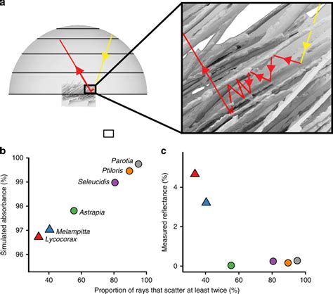 ray tracing simulations a simulation from fred showing the trace of a