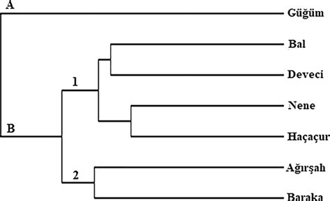 The Unweighted Pair Group Method With Arithmetic Mean Tree Generated