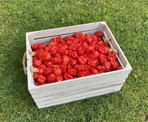 Carolina Reaper 30 ml - tekutý výťažok - Chillis