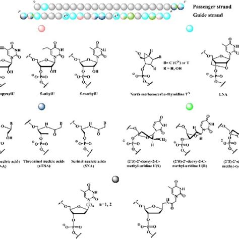 Sirna Chemical Modification Introduced In The 3 And 5 End Download Scientific Diagram