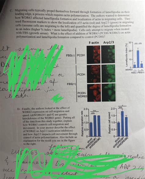 Solved C Migrating Cells Typically Propel Themselves