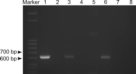 Pcr Based Detection Of Geomyces Destructans In Guano Marker Step Download Scientific Diagram