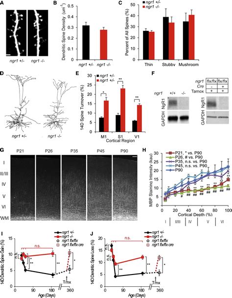 Anatomical Plasticity Of Adult Brain Is Titrated By Nogo Receptor 1 Neuron
