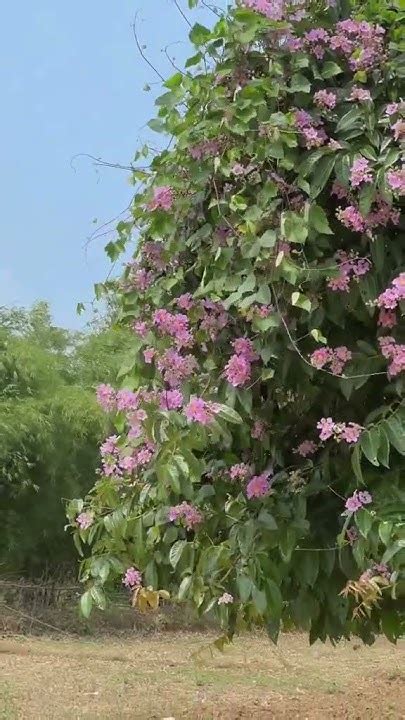 জারুল ফুল 💜 Natureflowers Jarulflower Bangladeshnature Purpleflower Youtube