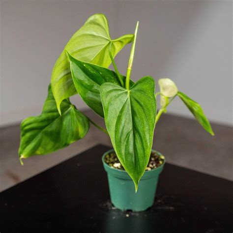 Philodendron Oxapapense Triangular Gabriella Plants