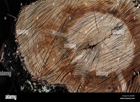 Wood Texture Natural Tree Trunk Stock Photo Alamy Wood Texture Natural Tree Trunk Stock Photo Alamy