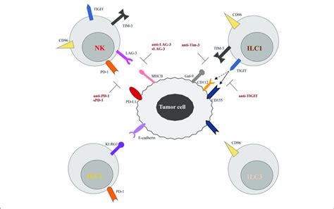 Schematic Representation Of Checkpoint Receptors And Their Ligands