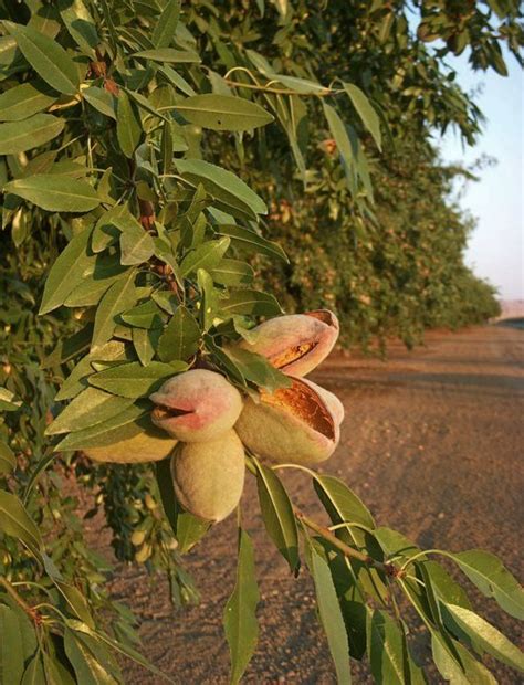 Badem Plod Gajenje Sadnica Poljoinfo Wiki