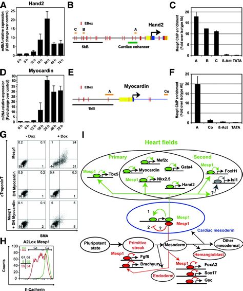 Mesp1 Circulation Research