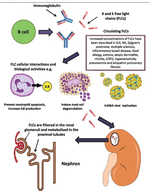 [pdf] Polyclonal Free Light Chains A Biomarker Of Inflammatory Disease Or Treatment Target