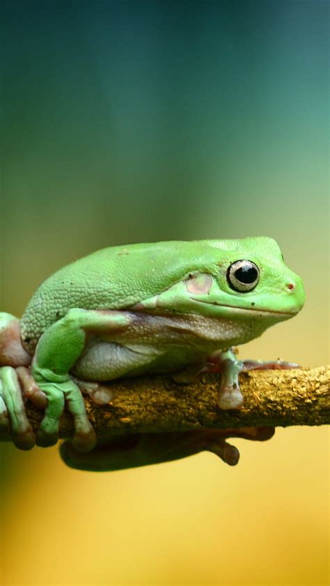Tree Frog Wallpapers Top Free Tree Frog Backgrounds WallpaperAccess