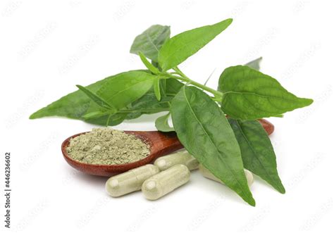 Andrographis Paniculata Powdercapsule And Fresh Andrographis