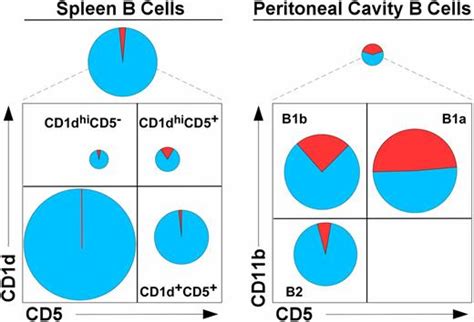 B10 Cells A Functionally Defined Regulatory B Cell Subset The