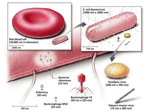 Viruses Discovery Size Structure And How They Infect People