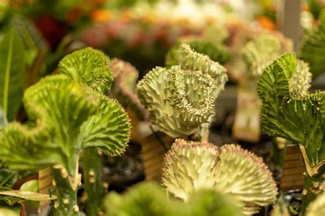 75 Types Of Succulents With Plant Pictures Types Of Succulents