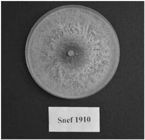 Trichoderma Citrinoviride Strain Snef1910 For Killing Root Knot