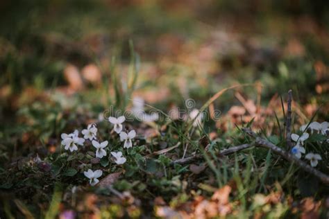 Clusters Of Wild Violets Growing Through Forest Grass Viola The