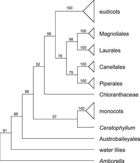Figure 3 From Applying The Bootstrap In Phylogeny Reconstruction