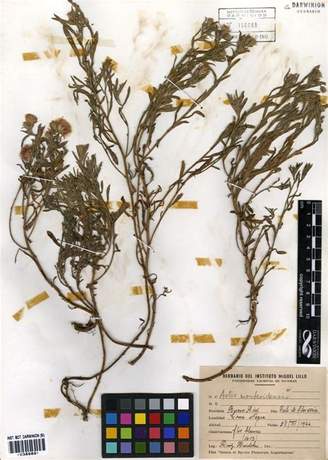 Instituto De Botánica Darwinion