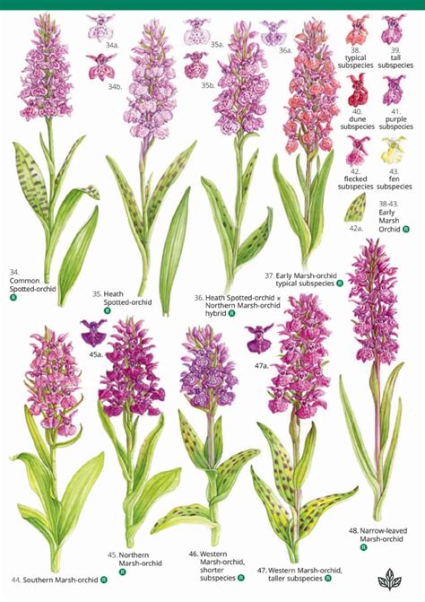 Orchid Varieties List