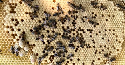 The Southdown Apiary Hive Swap