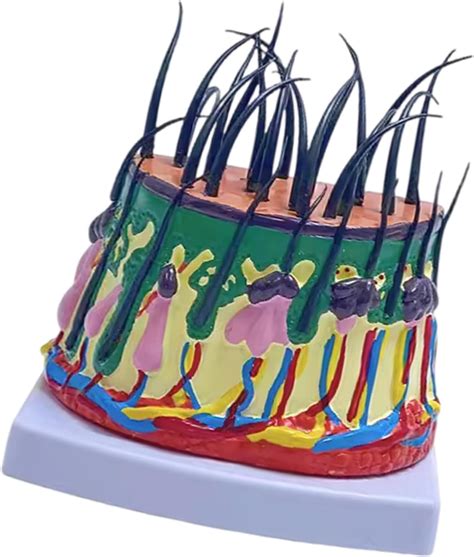 Scalp Structure Model 50x Scalp Anatomical Model Human