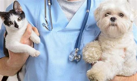 კატა და ძაღლი კოვიდვაქცინის ნაცვლად