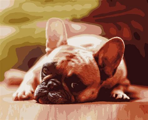 ᐉ Картины по номерам Artissimo Французский бульдог Pn6034 холст на подрамнике 40x50 см 1842980765
