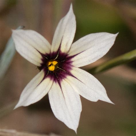 Sisyrinchium Micranthum Calflora
