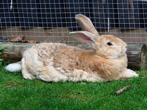 Flemish Giant Rabbit Care Guide Lifespan Traits And Pictures Hepper