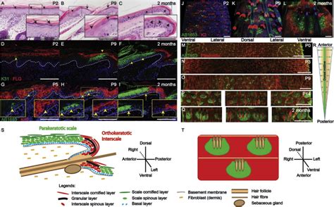 Differentiation Of Scale And Interscale Ife Download Scientific Diagram
