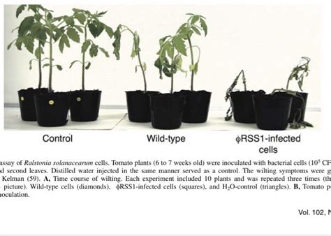 Tomato Infected With Ralstonia Vs Ralstonia Carrying A Prophage Virus That Integrates Into
